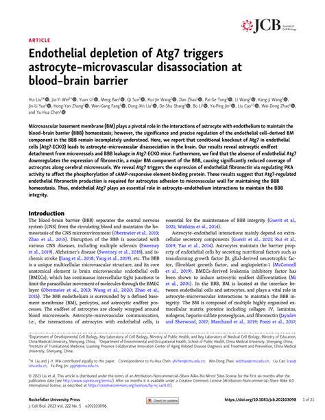 Endothelial Depletion Of Atg7 Triggers Astrocyte Microvascular