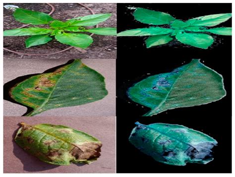 Automation Of Crop Disease Detection Through Conventional Machine Learning And Deep Transfer