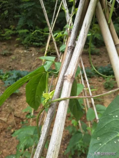 怎樣種植豇豆如何才能提高蔬菜產量增加經濟效率 每日頭條