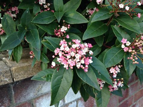Viburnum Tinus Eve Price Picturethis