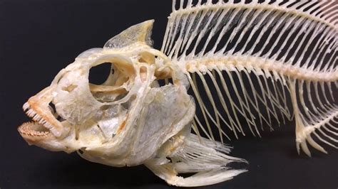 Tilapia Fish Bone Structure At Kenneth Kane Blog