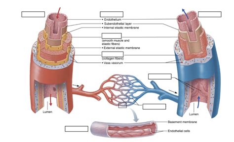 Arteryvein Diagram Diagram Quizlet