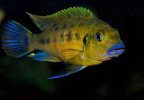 Элонгатус псевдотрофеус Мпанга Pseudotropheus Elongatus Mpanga