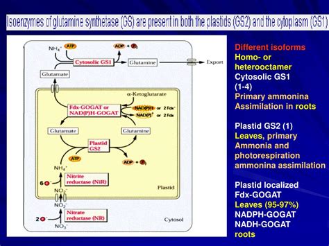 Ppt Nitrogen Assimilation In Crops I Powerpoint Presentation Free