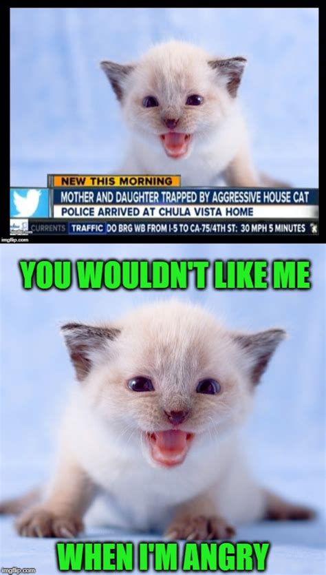 Aggressive Kitten Imgflip