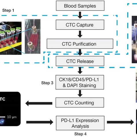 Workflow For Ctc Capture And Pd L1 Analysis Download Scientific Diagram