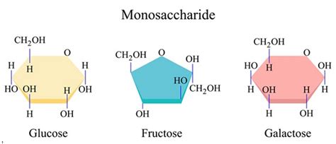 Composition Structure And Function Of Carbohydrates