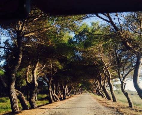 Pylli I Vdekjes Në Fier Të Vërtetat Që Fshihen Aty Foto