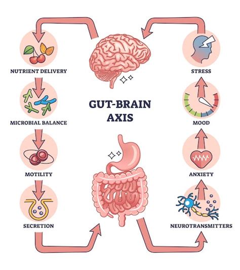 Gut Brain Axis What It Is And Why It Matters
