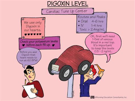 Digoxin Level Clinical Anatomy And Operative Surgery