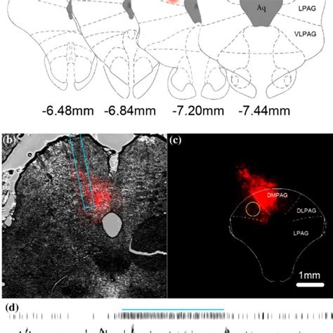 A Diagrams Modified From The Rat Brain In Stereotaxic