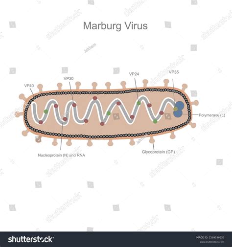 Important Structure Shape Marburg Virus That Stock Vector Royalty Free