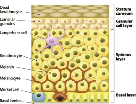 Dendritic Cells The Definitive Guide Biology Dictionary