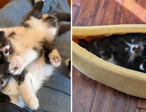 Does Your Cat Sploot Heres Why Your Feline Likes Sitting Like A Frog