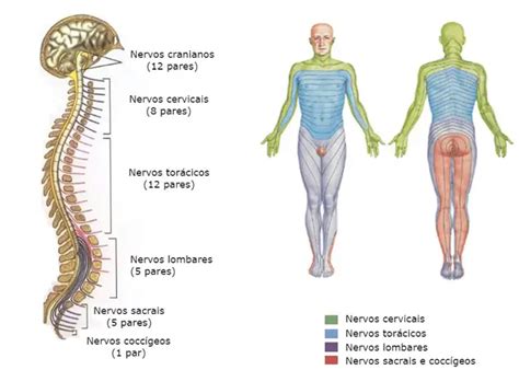 Nervios Del Cuerpo Humano Biología 2025