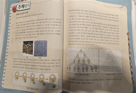 파스칼의 삼각형과 효모와의 관계 와이즈만 서포터즈 [와이맘] 다이어리