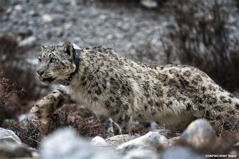 Two Snow Leopards Successfully Satellite Collared Nepals Tally Up To