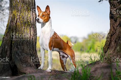 석양의 여름 숲에서 나무 사이에 서 있는 빨간 Basenji 초상화 Basenji 콩오 테리어 개 가축에 대한 스톡 사진 및