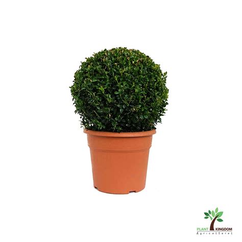 Ehretia Microphylla Ball Shape Plant Kingdom Uae