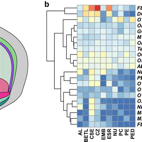 Spatial And Temporal Expression Patterns Of Opaque And Related Genes In