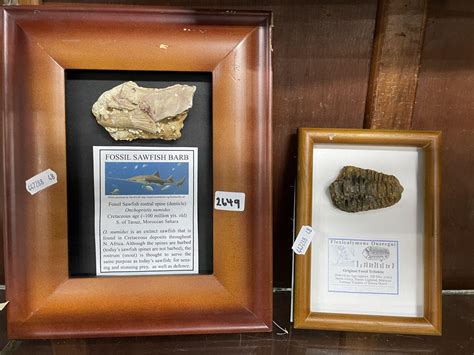 Lot Two Framed Labeled Fossils