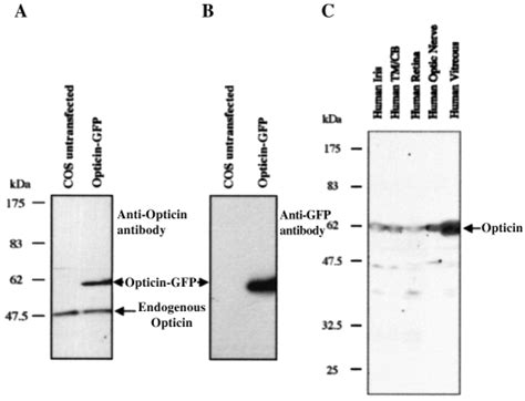 Immunoblot Analysis Of Opticin A Immunoblot Analysis Of Cos 7 Cell