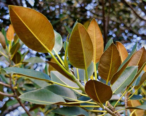 Ficus Macrophylla Subsp Columnaris Gardensonline
