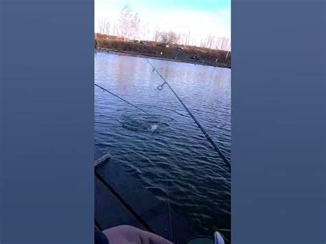 ФОРЕЛЬ НА ЧАБИК🎣 - YouTube