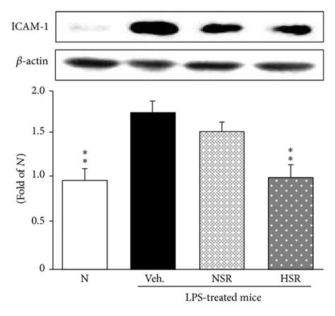 Cox 2 A Inos B Mcp 1 C And Icam 1 D Protein Expressions In