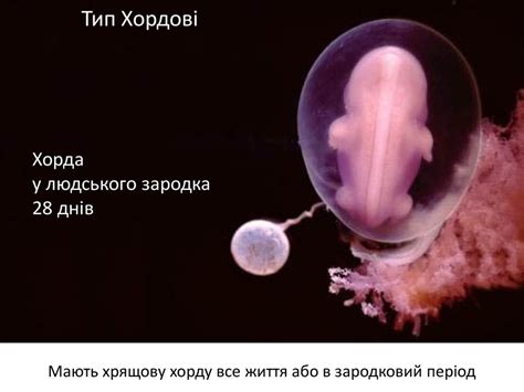 Тип хордові Підтип безчерепні Підтип хребетні презентация онлайн