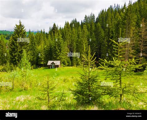 Llittle Fir Trees On The Green Grass Field In Front Of A Wooden Cottage