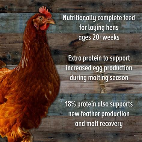 Scratch And Peck Feeds Organic Whole Grain Layer Feed Review Chicken
