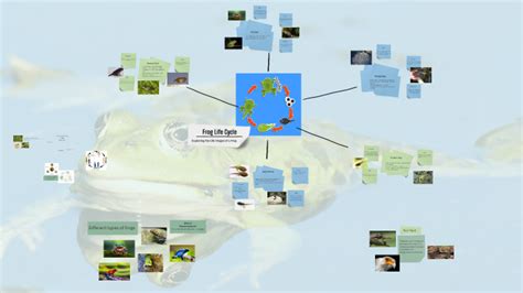 Life Cycle Of A Frog By Jeorgia Heywood On Prezi