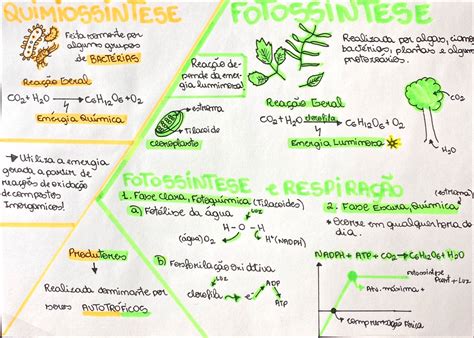 Mapas Mentais Sobre FOTOSSINTESE Study Maps