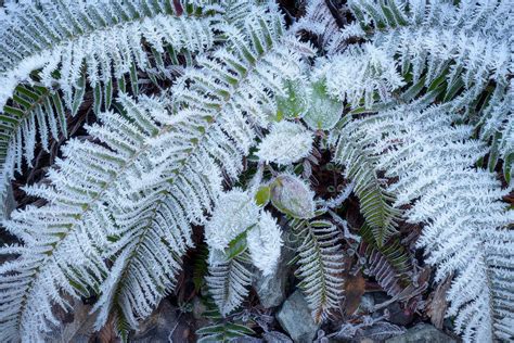 Frost Detail — Quiet Light