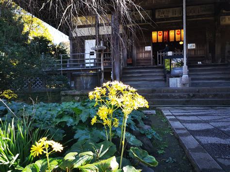 鎌倉市観光協会 on Twitter 小町にある宝戒寺ハギの寺として有名ですがハギの枝が剪定され境内は広々とした感じです今の時期は花