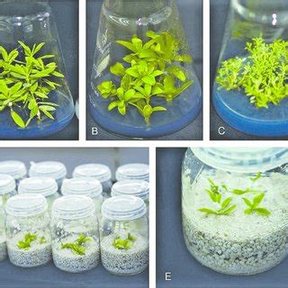 Micropropagation Of Daphne Species Shoot Cultures Of A D Caucasica