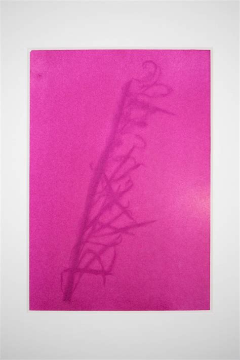 Anthoype Photogram Flower Photo Etsy