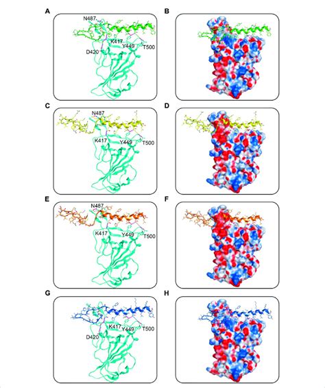 Predicted Binding Modes Of Mrs 1 4 In The Active Site Of Rbd A B