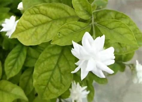 Jasminum Sambac Jasmine Description Major Species And Facts