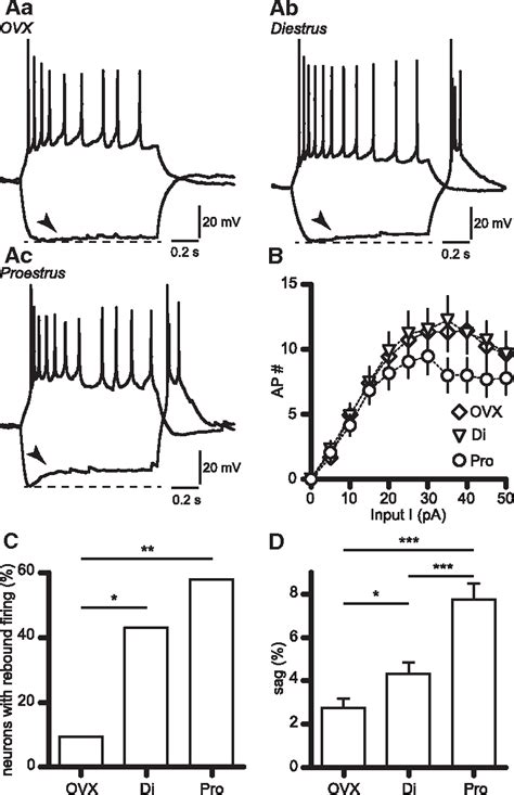 Figure 1 From Estrous Cycle Plasticity In The Hyperpolarization Activated Current Ih Is Mediated