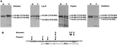 Proteolytic Susceptibility Of Monomeric And Polymeric Pai 1 A