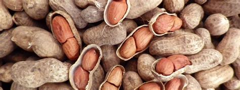 Peanut Seeds Sakura Exports And Imports In