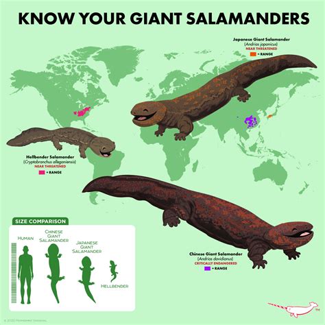 What Do Chinese Giant Salamanders Eat