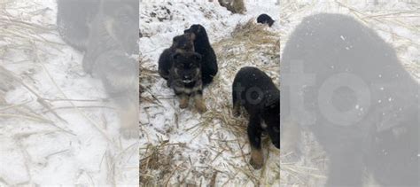 Щенки овчарки купить в Богатых Сабах Животные и зоотовары Авито