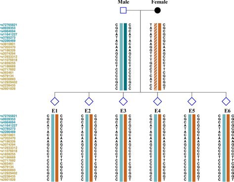 Schematic Representative Of Haplotype Linkage Analysis For The Couple