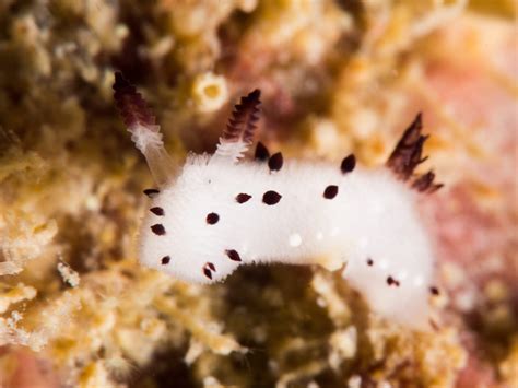 What Do Sea Bunnies Eat