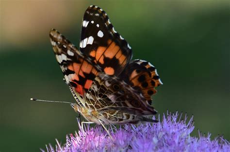 수입 농산물과 외래종 유입 포장재 및 운송 과정에서의 외래종 유입경로 검역 시스템의 허점 외래종 유입에 따른 농업 생태계 위협과 방제 부담