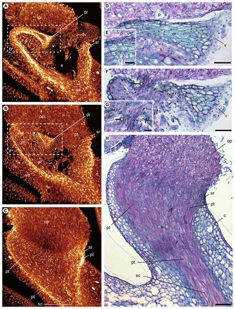 Longitudinal Sections Through The Gynostemium Apex Of An Download