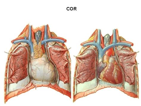 Heart Cor Atrium Ventriculus Septum Interatriale Septum Interventriculare